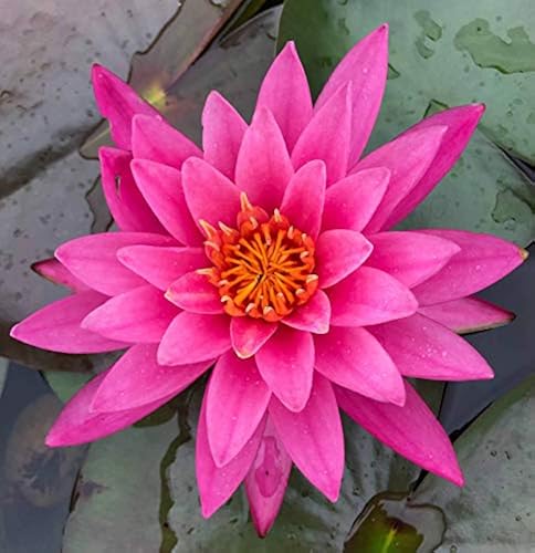 Live Aquatic Plant Nymphaea Mayla RED Color HARDY Water Lily TUBER for ...
