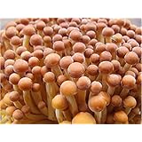 Amazon.com : Enoki Mushrooms, Whole (Dried) - 4 oz. : Grocery & Gourmet ...