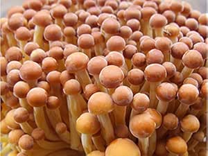 Amazon.com: Enoki Japanese Winter Mushroom Enokitake (Agaricus ...