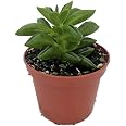 Amazon.com : Taco Leaf Peperomia - Peperomia axilaris - Easy Succulent ...
