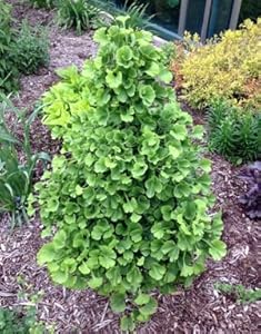 Amazon.com: DWARF GINKGO TREE - Ginkgo biloba ‘Gnome’ - 2 - YEAR PLANT ...