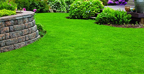 X-Seed 440AS0135UCT-5 MicroLawn Grass & Micro-Clover Mixture, 5 Lbs ...
