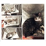 Amazon.com : Bamboo Cat Furniture Radiator Bed : Pet Beds : Pet Supplies