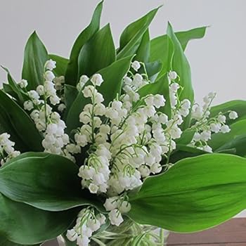 Amazon.com : (PLALV)~3~"LILY-of-the-VALLEY" Pips!!!!~~~~~~~Fragrant ...