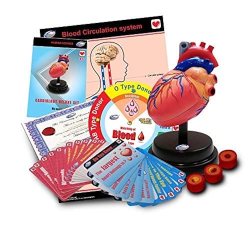 Kid Genio Educational Resource ¨Heart¨ Toys Cardiology Demo Model Set ...