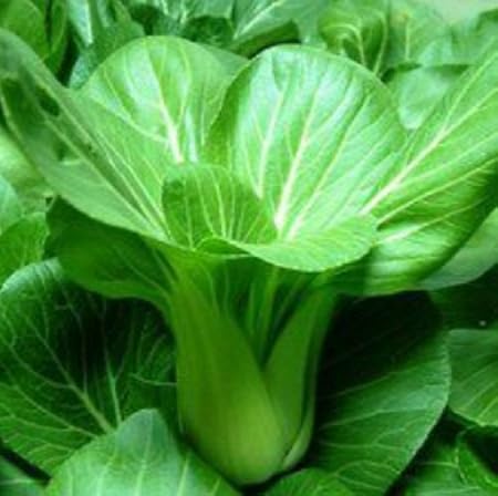 Amazon.com : 150 Seeds of Chinese Cabbage - Bok Choy - Shanghai Green ...