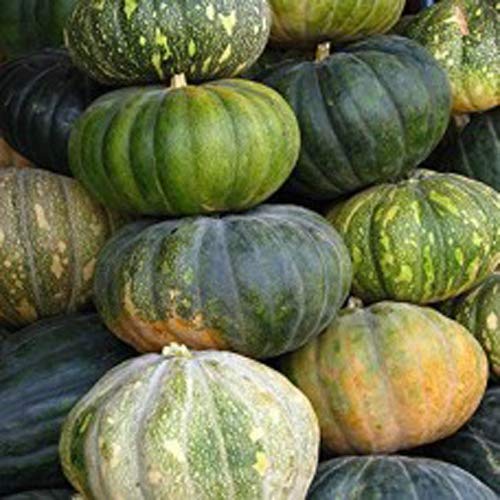Seeds Point Vegetable Seeds: Pumpkin Seeds - [Safed Kaddu,Kumbalanga ...