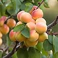Amazon.com : Flavor Delight Plumcot Plum Tree Live Plant 2 to 3 Feet ...