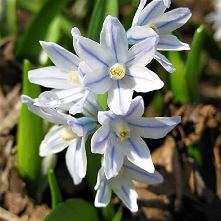 Bolly Bulbs® - 12 x Russian Snowdrops - Puschkinia Libanotica: Amazon ...