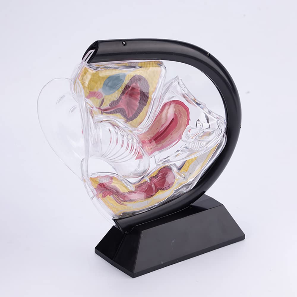 Mua Uterus Model Female Transparent Uterine Anatomy Model Pelvic Cavity ...