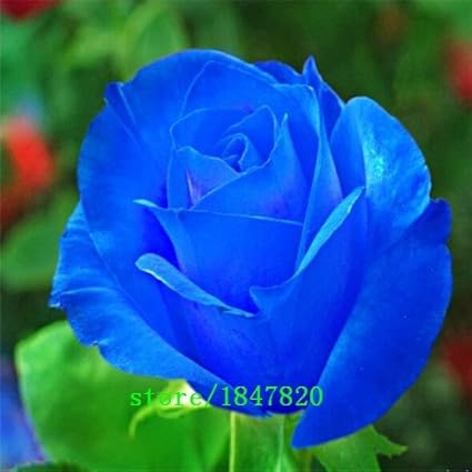 Amazon.com : 50 Blue Dragon Rose Seeds, Rare beautiful stripe rose bush ...
