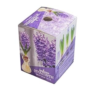 Amazon.com : Delft Blue Hyacinth Bulb Forcing Kit - Clear Glass Vase with Blue Hyacinth Bulb ...