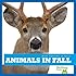 Animals in Fall: Preparing for Winter (Cloverleaf Books TM _ Fall's ...