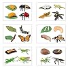 24PCS Life Cycle Figures,Insect Figurines Life Cycle of Monarch ...