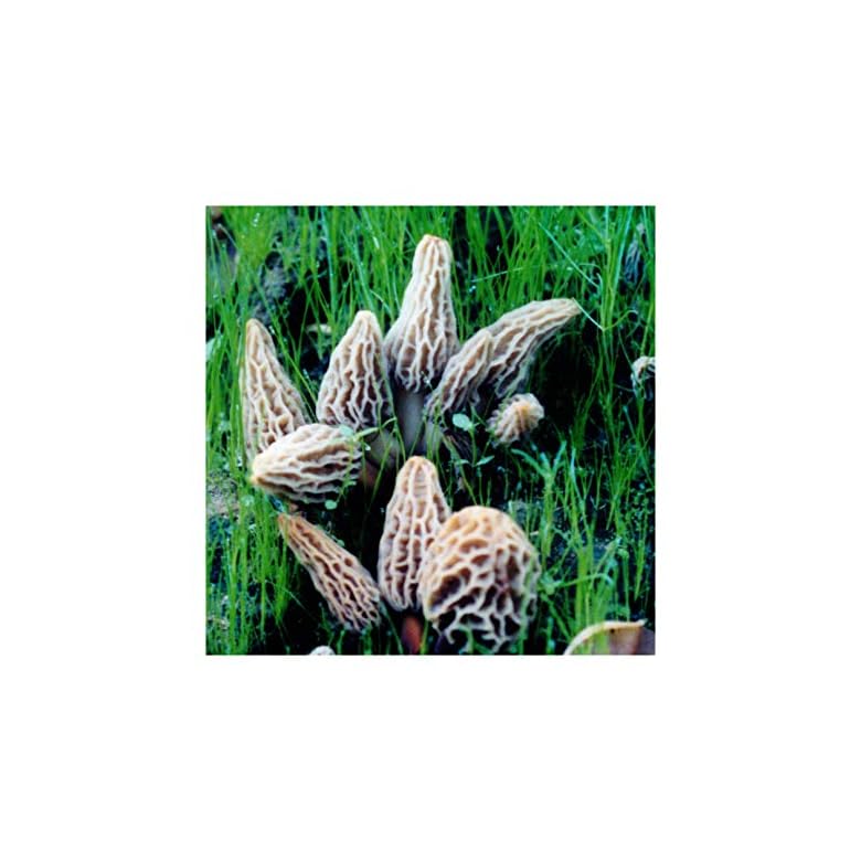 MOREL HABITAT KIT® Morel Mushroom Growing Kit (Morchella esculenta ...
