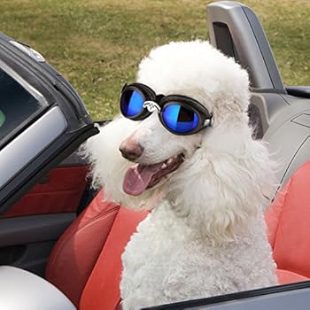 Amazon.com : PETLESO Dog Doggles for Large Dogs Goggles Eye Wear ...