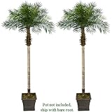 Amazon.com: Arcadia Silk Plantation Two 6' Phoenix Palm Artificial ...