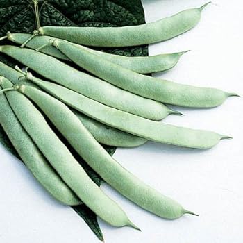 Amazon.com : Roma II Bush Bean Seeds - 1 Lb - Non-GMO, Heirloom Green ...