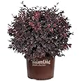 Amazon.com : Southern Living Plant Collection 2.5 Qt - Red Diamond ...