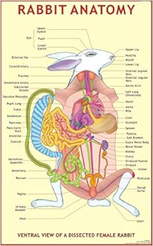 Buy Rabbit Anatomy Chart Book Online at Low Prices in India | Rabbit ...