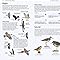 RSPB What's that Bird?: The Simplest ID Guide Ever: Amazon.co.uk: DK ...