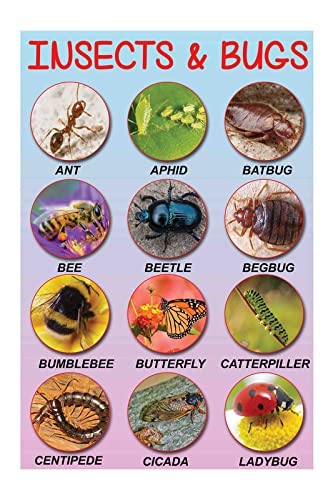 Buy Insects and Bugs Name Poster for Children|Educational Poster|Kids ...