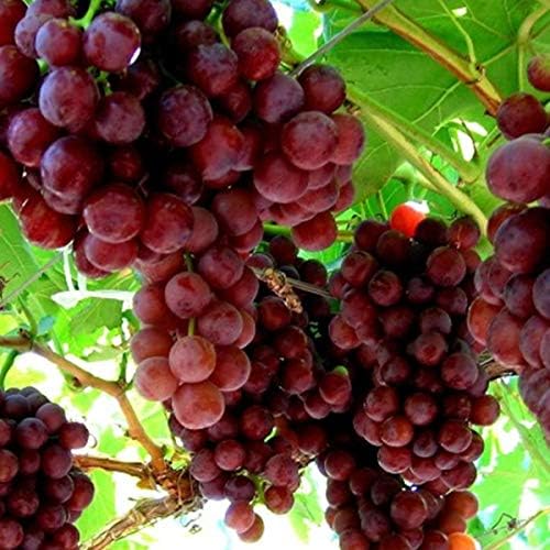 Amazon.com : 1 Red Flame Seedless Live Grape Plant - 1-2 Year Old ...