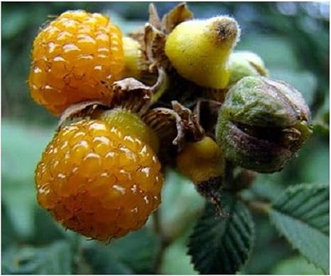 Rubus ellipticus - Golden Himalayan Raspberry - Yellow Himalayan ...