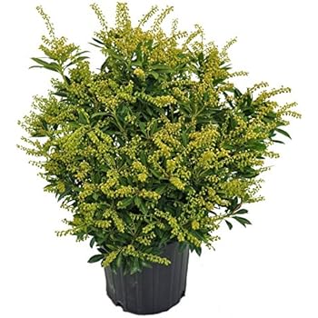 Amazon.com: Pieris jap. 'Cavatine' (Cavatine Dwarf Andromeda) Evergreen ...