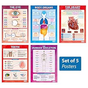 Amazon.com: Human Body Poster Pack - Set of 5 | Science Classroom ...