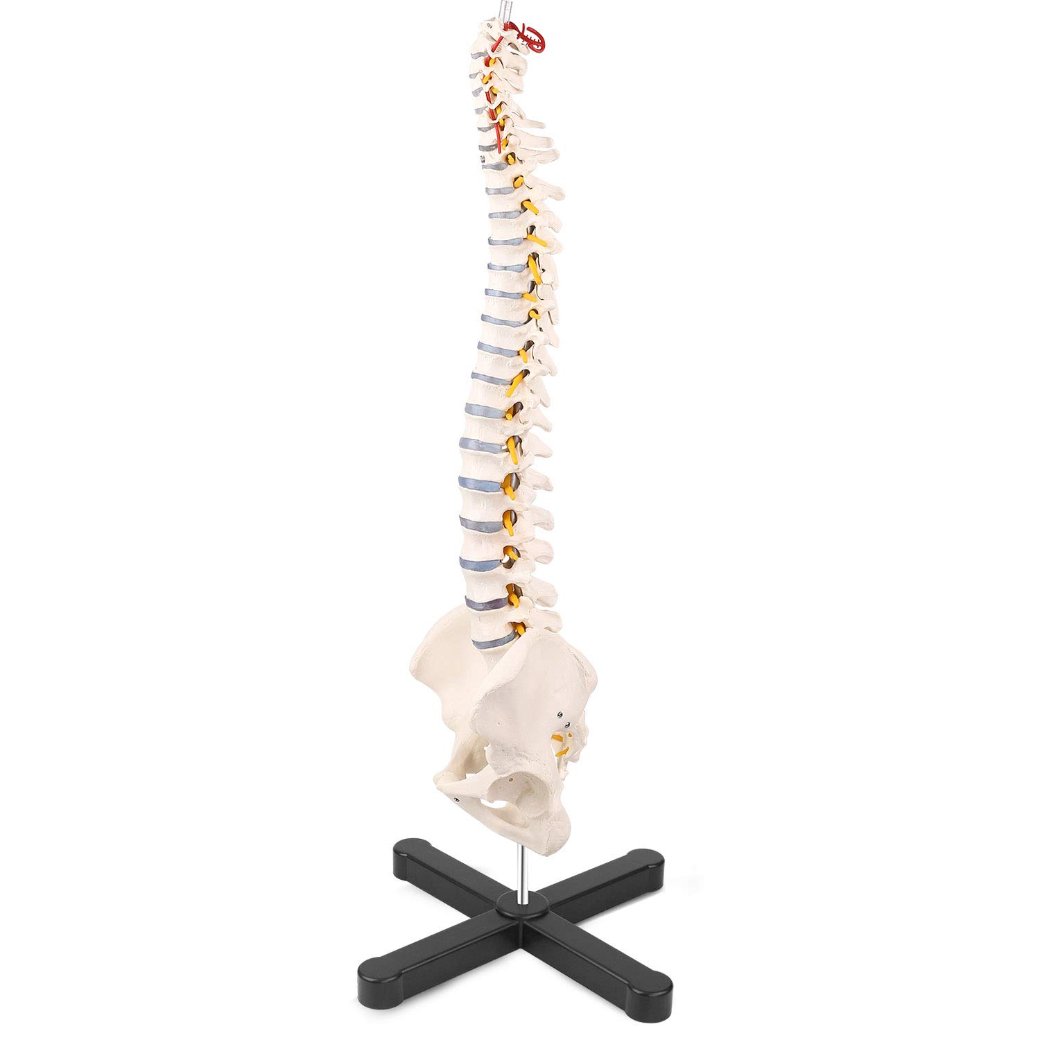 31 Life Size Spinal Cord Model with Vertebrae RONTEN Spine Model Mount ...