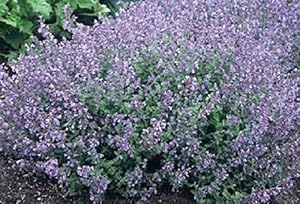 Pack x6 Nepeta x Faassenii 'Kit Kat' Catmint Perennial Garden Plug Plants: Amazon.co.uk: Garden ...