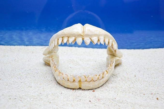 Amtra Haifischzähne L Gebiss Aquarium-Deko: Amazon.de: Haustier