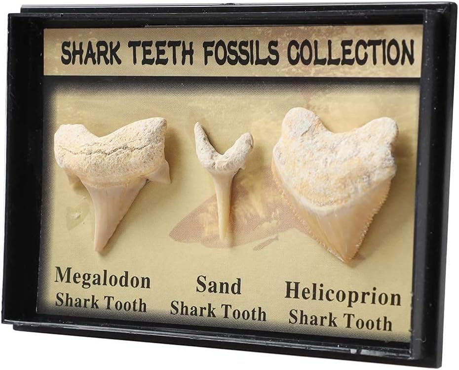 Set of 3 Authentic Prehistoric Real Shark Teeth Fossil with Card ...