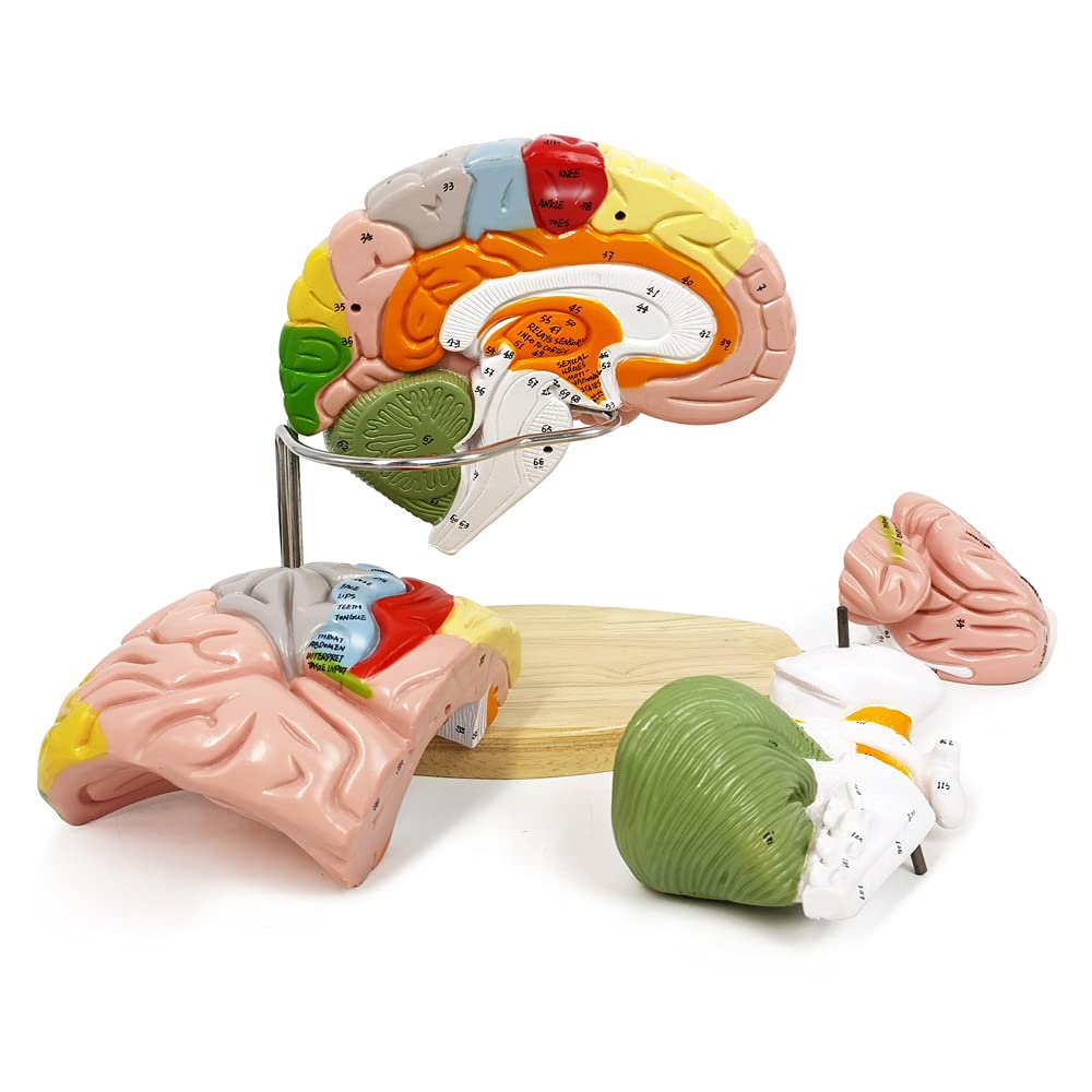 Mua Human Brain Model for Neuroscience Teaching with Labels 1.5 Times ...