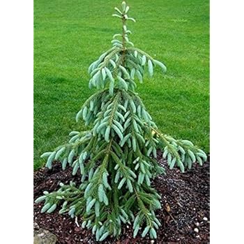 Amazon.com : WEEPING COLORADO BLUE SPRUCE - Picea pungens 'The Blues ...