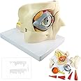 EVOTECH Human Eye Orbital Anatomical Model, 13 Parts 3X Enlarged ...