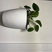 Mini - Pilea peperomioides - Chinese Money Tree - Belly Button Plant in ...