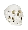 Vision Scientific VAL221 Medical Numbered Human Skull-3 Part | Life ...