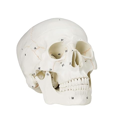 Vision Scientific VAL221 Medical Numbered Human Skull-3 Part | Life ...