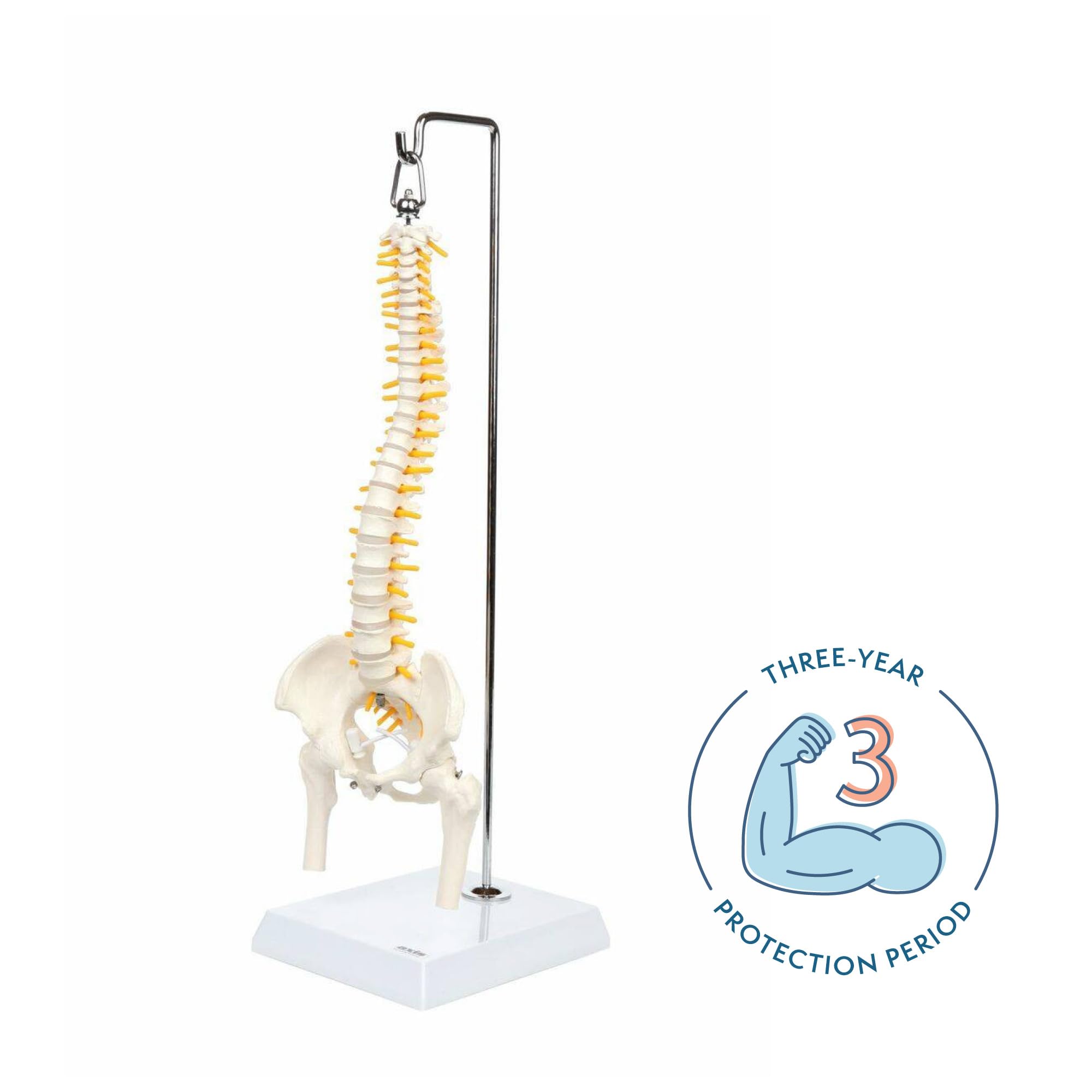 Mua Axis Scientific 15.5" Mini Spine Model, Spine Model with Nerves ...