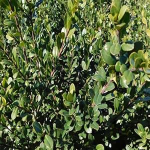 Amazon.com : Ilex Compacta Holly Shrub Plants : Garden & Outdoor