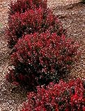 Berberis microphylla - How to grow & care