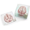 Amazon.com | Brain Specimen Coasters: Coasters