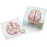 Amazon.com: Anatomic Heart Specimen Coasters (Set of 6 Pieces) - Brain ...