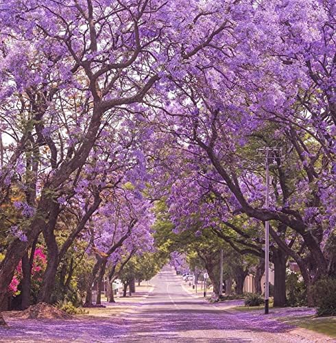 Jacaranda Purple Tree Seeds - 50+ Count Packet - for 2024 Jacaranda ...