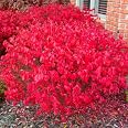 Amazon.com : Red Burning Bush Plant, Dwarf Burning Bush Tree, Euonymus ...
