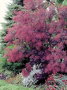 Amazon.com: Royal Purple Smoke Tree (smokebush) - Live Plant - Trade ...