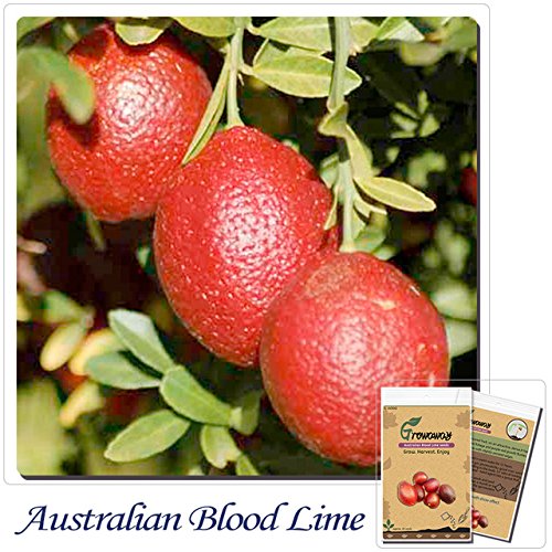 Mayan Seeds Llc Fruit Bonsai 20pcs Rare Australian Blood Lime ...
