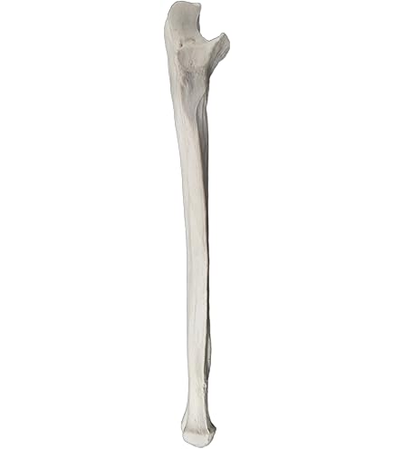 Skeleton Anatomy Femur Bone Model - Left - Anatomically Accurate Human ...
